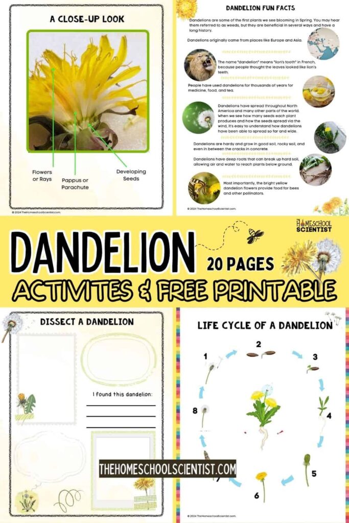 Spring Science Ideas - Learn About Dandelions - The Homeschool Scientist
