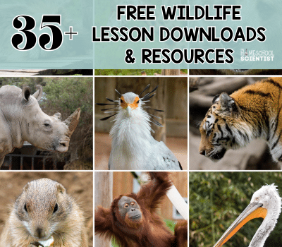 Free Animal Lesson Plans & Activities for Kids - The Homeschool Scientist