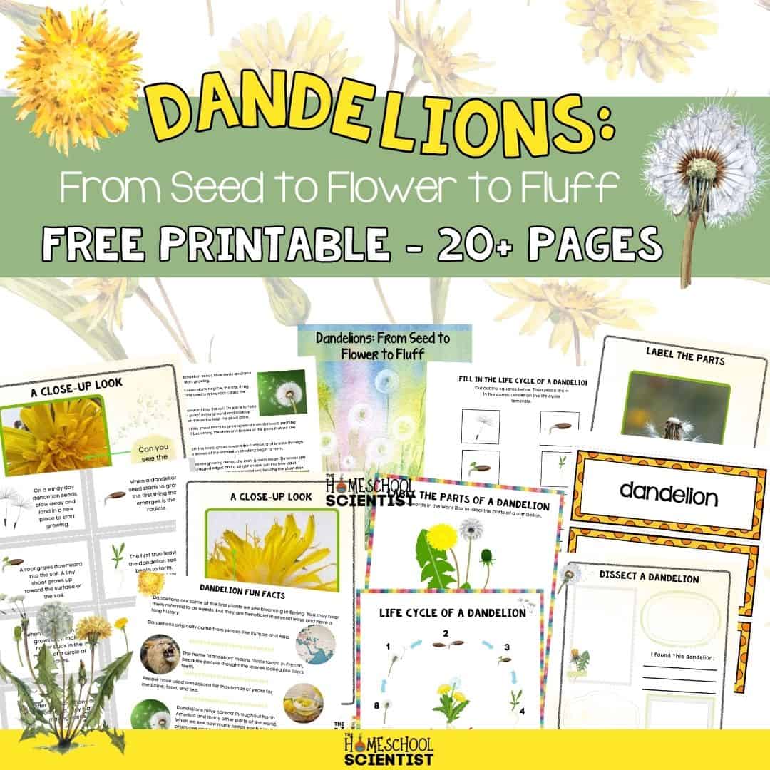 Spring Science Ideas - Learn About Dandelions - The Homeschool Scientist