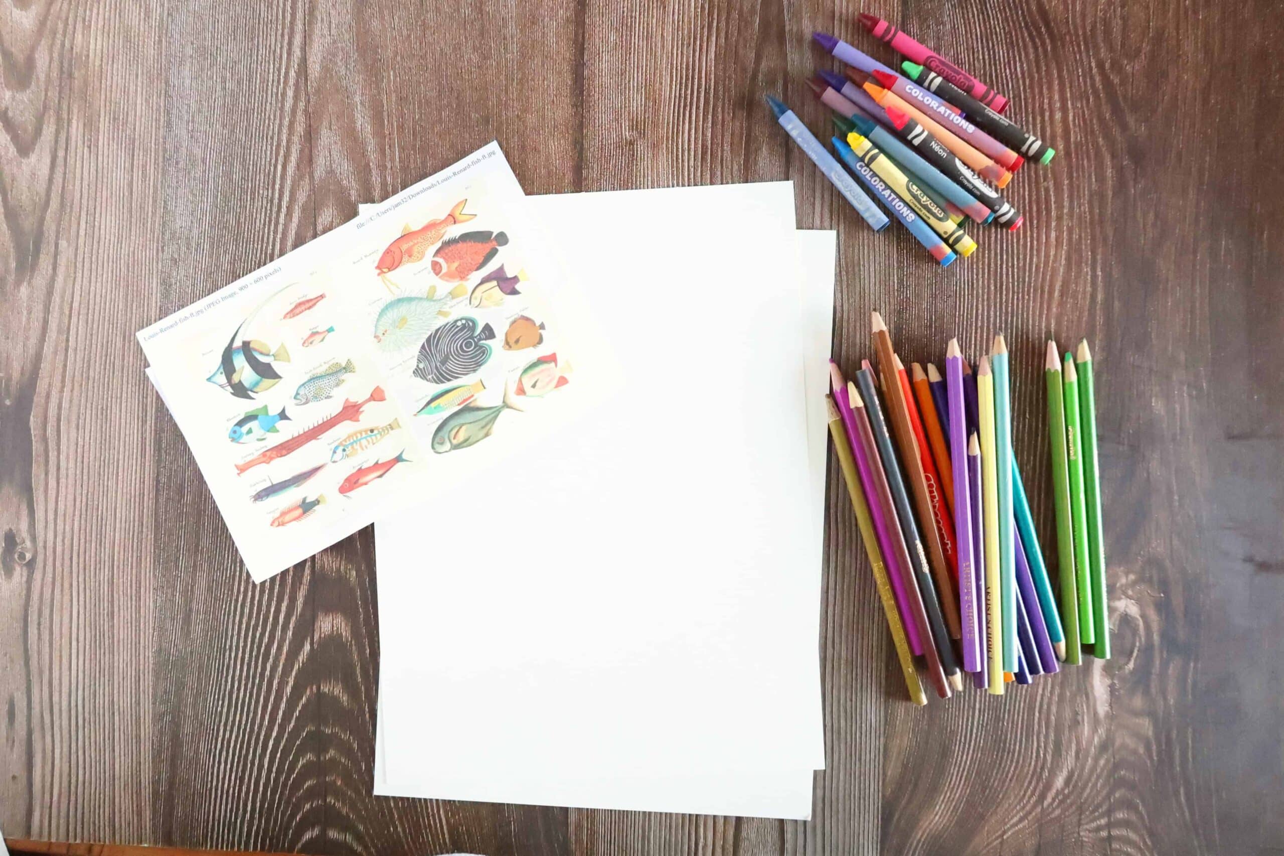 STEAM Activity - Be a Biology Illustrator - The Homeschool Scientist