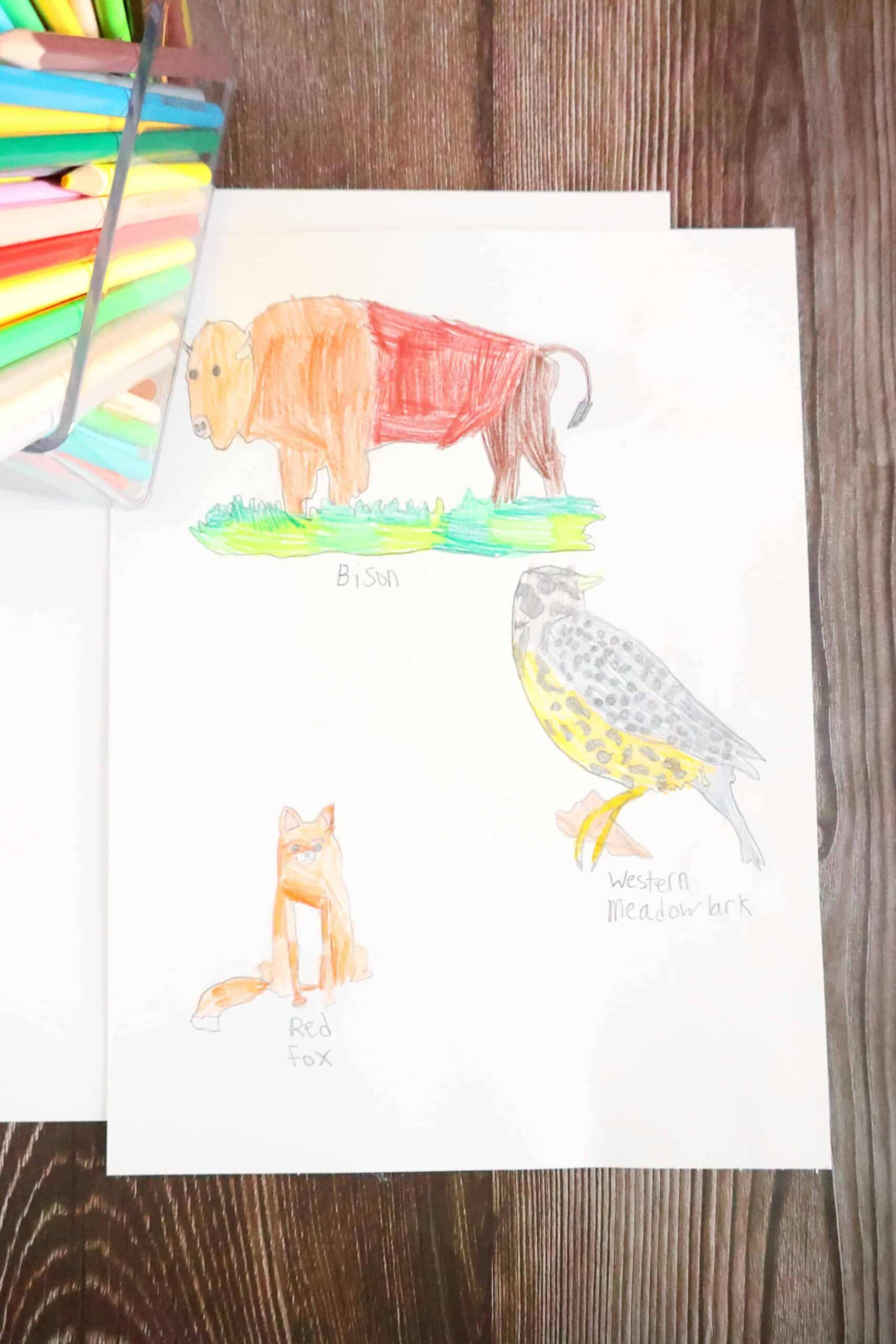 STEAM Activity - Be a Biology Illustrator - The Homeschool Scientist