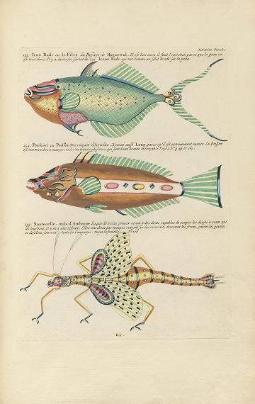 STEAM Activity - Be a Biology Illustrator - The Homeschool Scientist