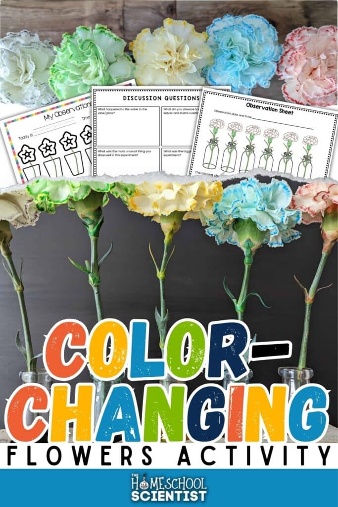 Color Changing Flowers Experiment with Free Printable - The Homeschool ...