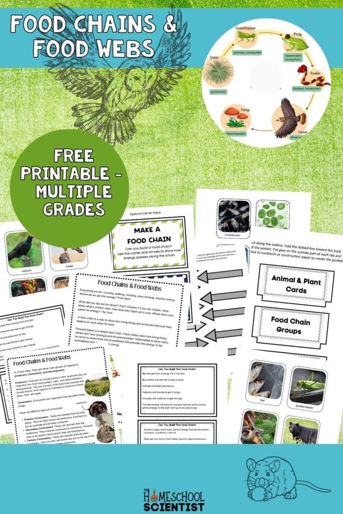 Food Chain and Food Web Activity & Worksheet - The Homeschool Scientist