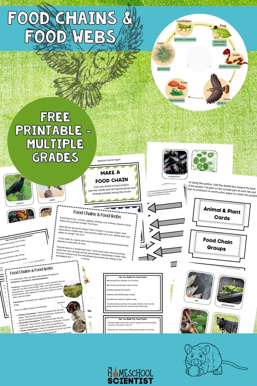 Food Chain and Food Web Activity & Worksheet - The Homeschool Scientist