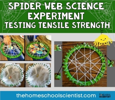 Spider Web Activity for Kids with Free Worksheets - The Homeschool ...