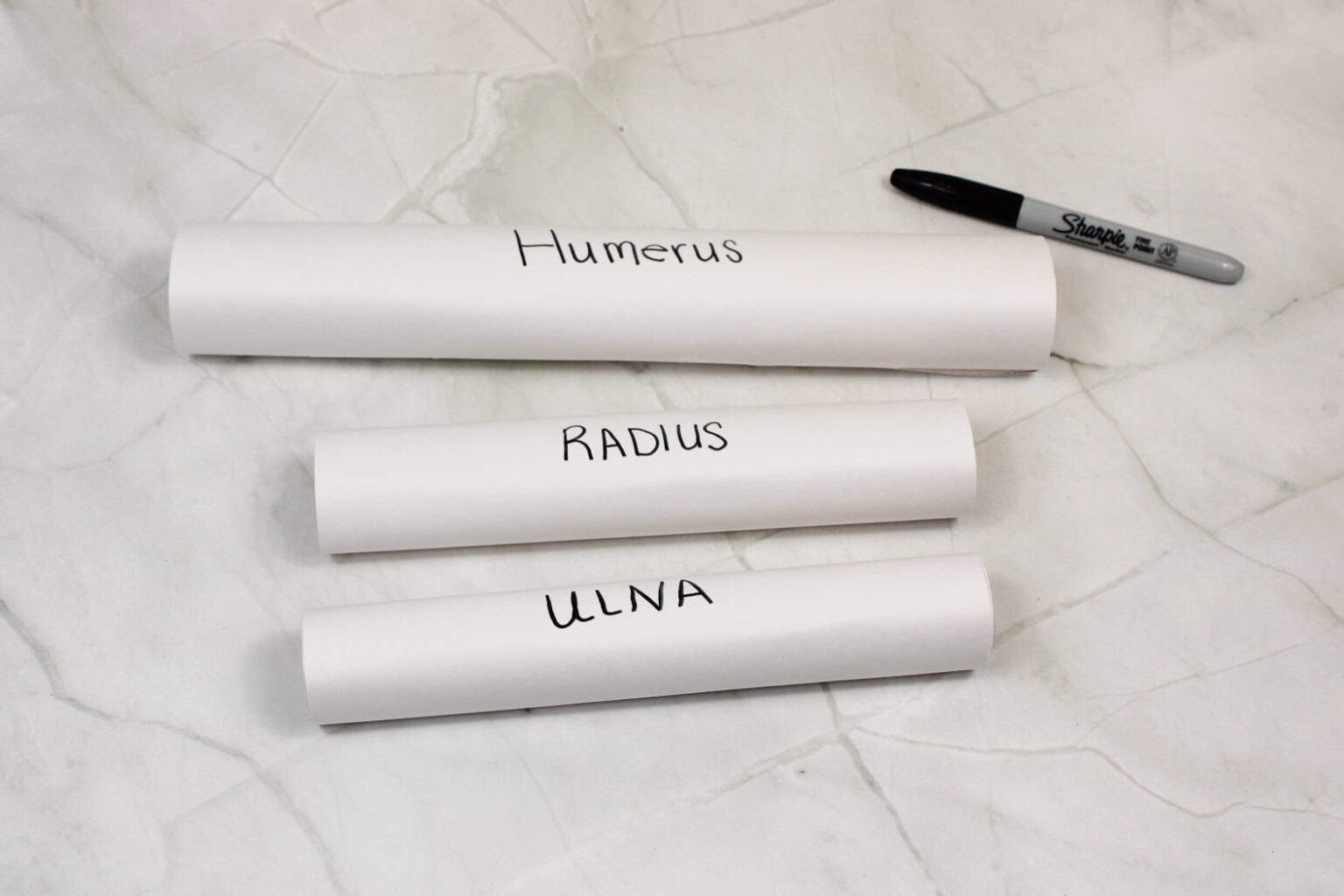 How to Make an Arm Model - The Homeschool Scientist