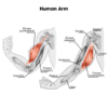 How to Make an Arm Model - The Homeschool Scientist