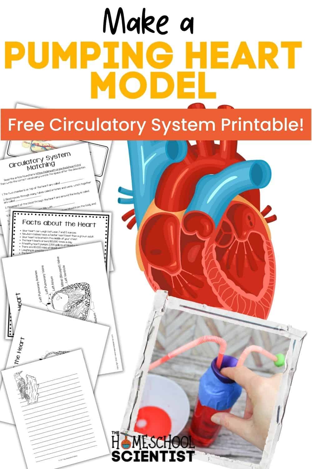 How to Make a Pumping Heart Model and Explanation - The Homeschool ...