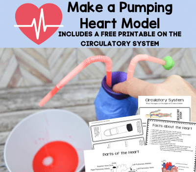 How to Make a Pumping Heart Model and Explanation - The Homeschool Scientist