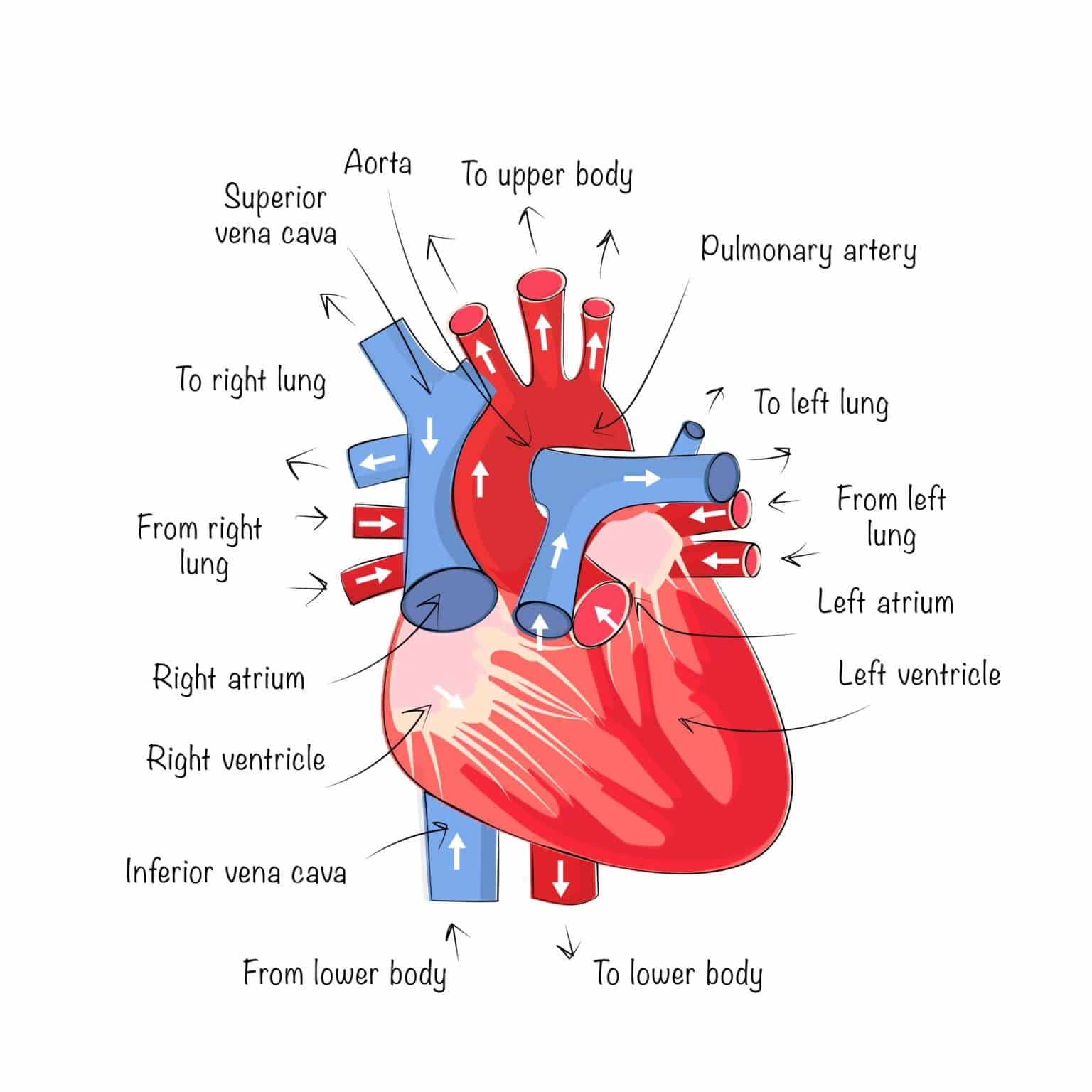 How to Make a Pumping Heart Model and Explanation - The Homeschool ...