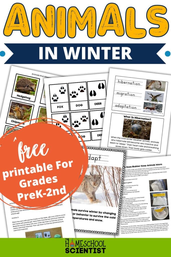Animals in Winter Lesson and Worksheets - The Homeschool Scientist