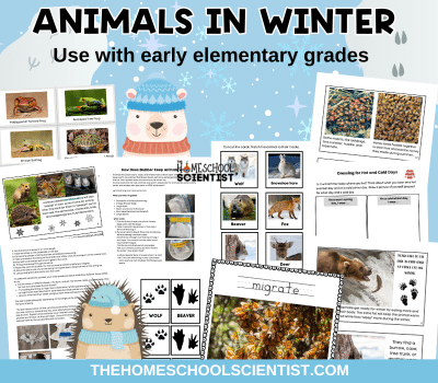 Animals in Winter Lesson and Worksheets - The Homeschool Scientist