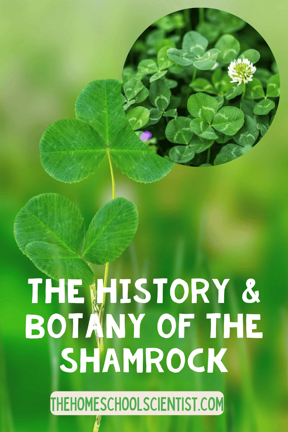 The History And Botany Of The Shamrock - Math and Science Activities ...