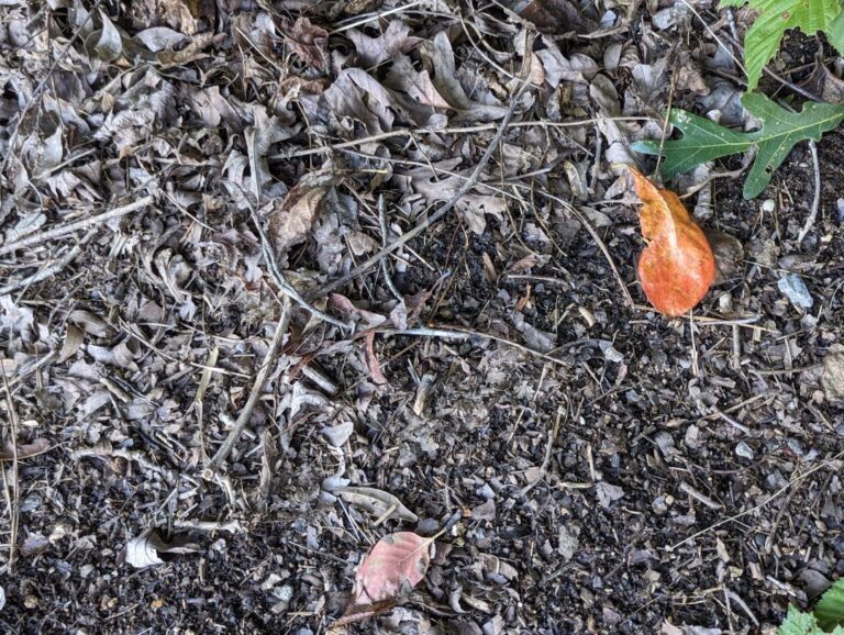 Earth Day Activity- Composting Experiment and Activity for Kids - The ...