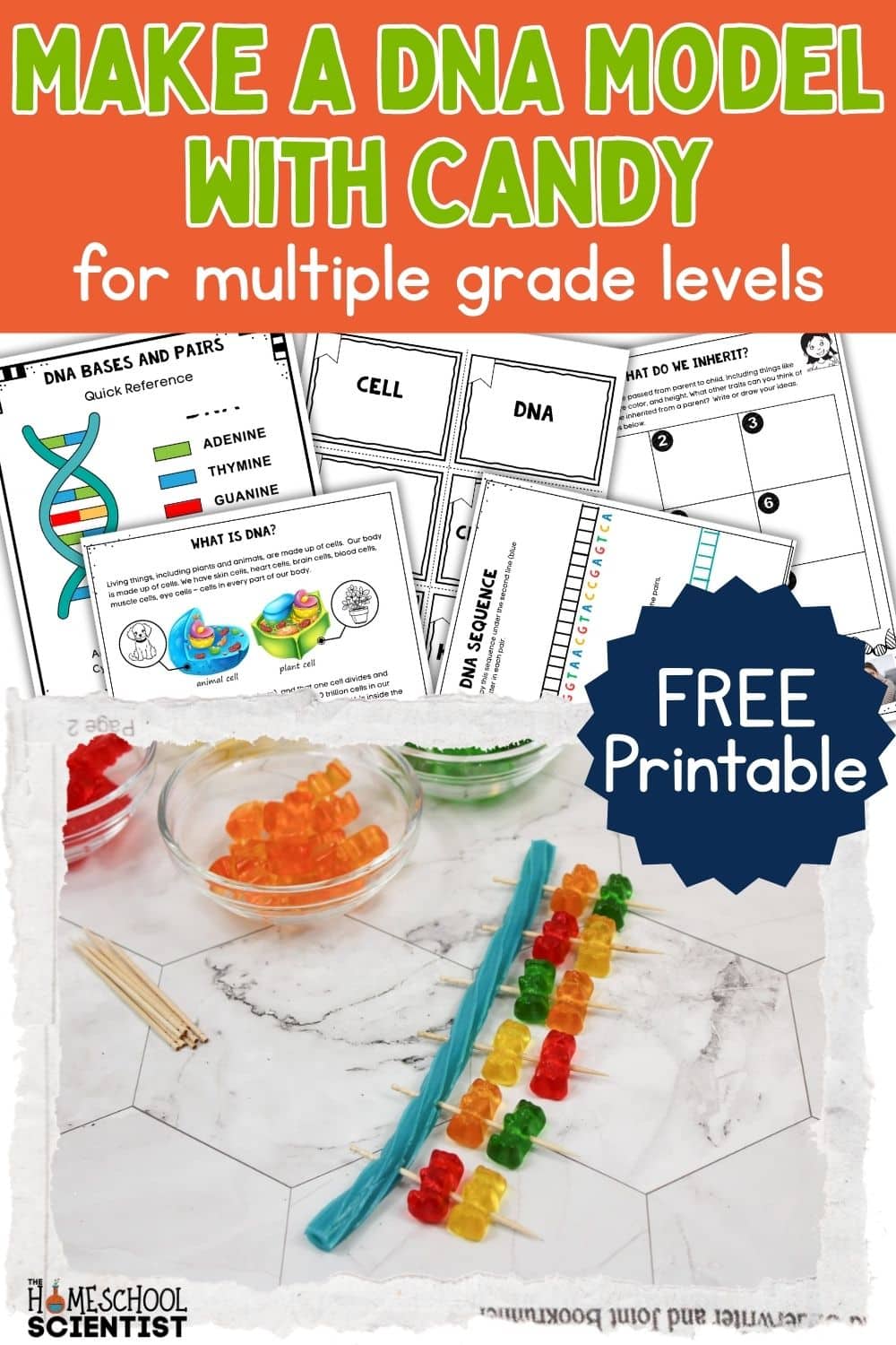 Make a DNA Model with Gummy Bears and Candy - The Homeschool Scientist