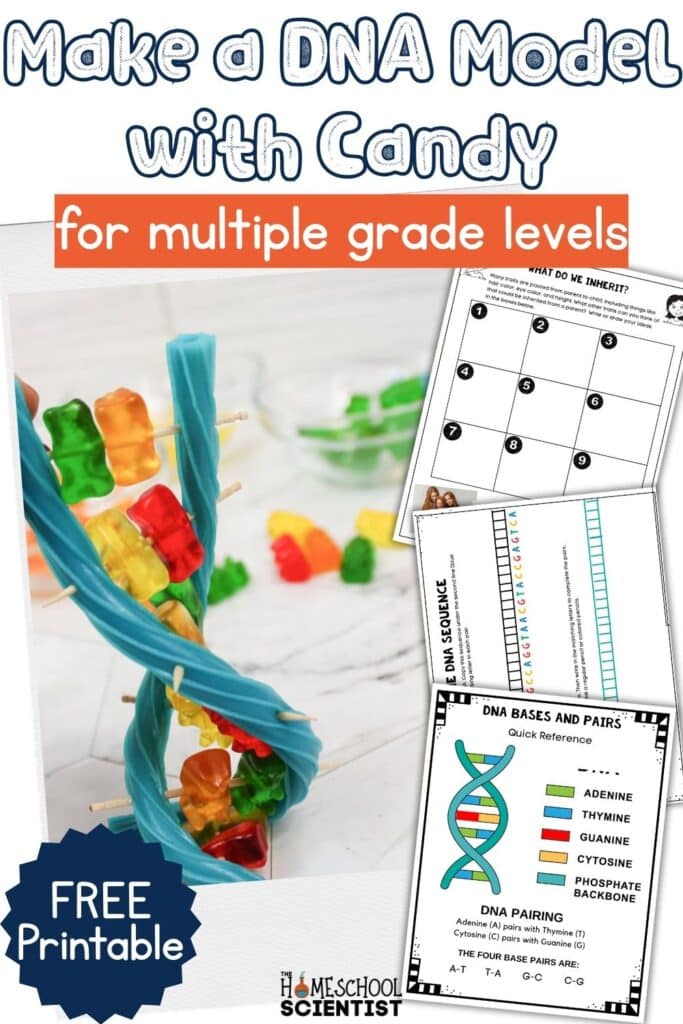 Make a DNA Model with Gummy Bears and Candy - The Homeschool Scientist
