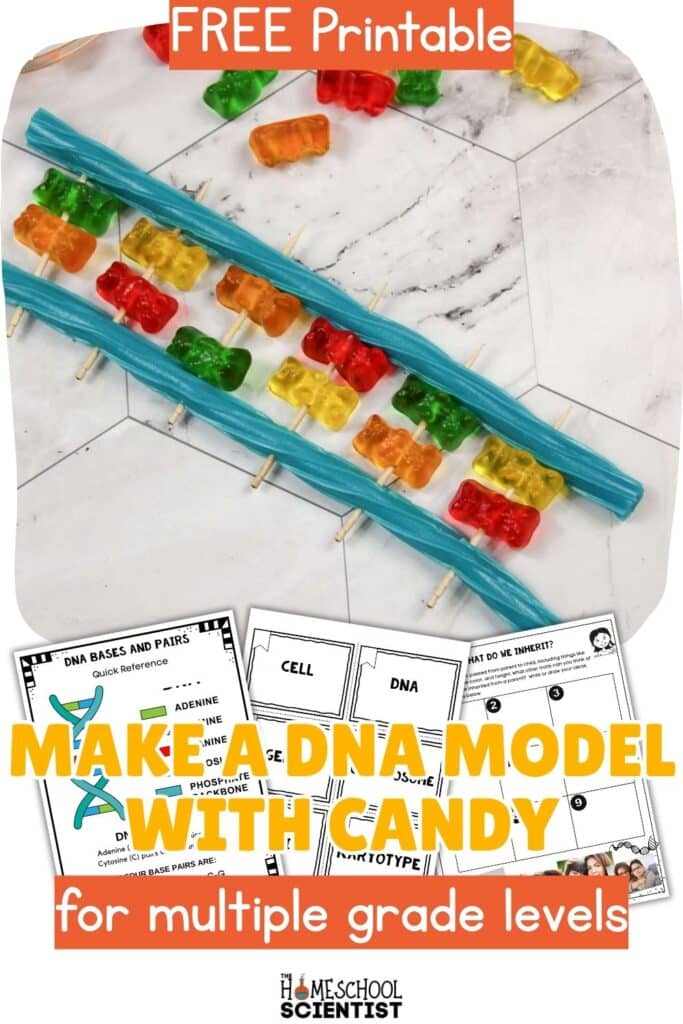 Make a DNA Model with Gummy Bears and Candy - The Homeschool Scientist