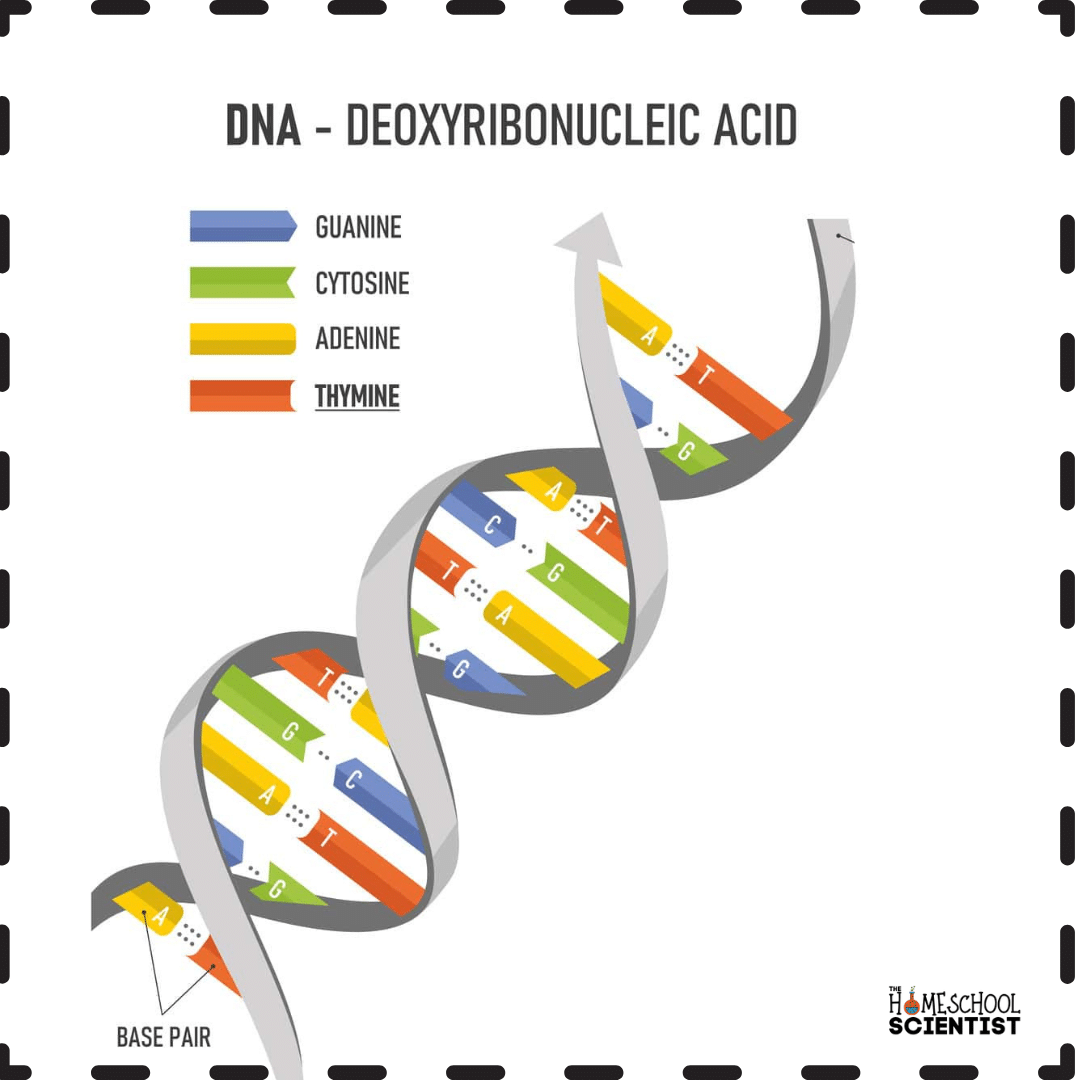 Make a DNA Model with Gummy Bears and Candy - The Homeschool Scientist