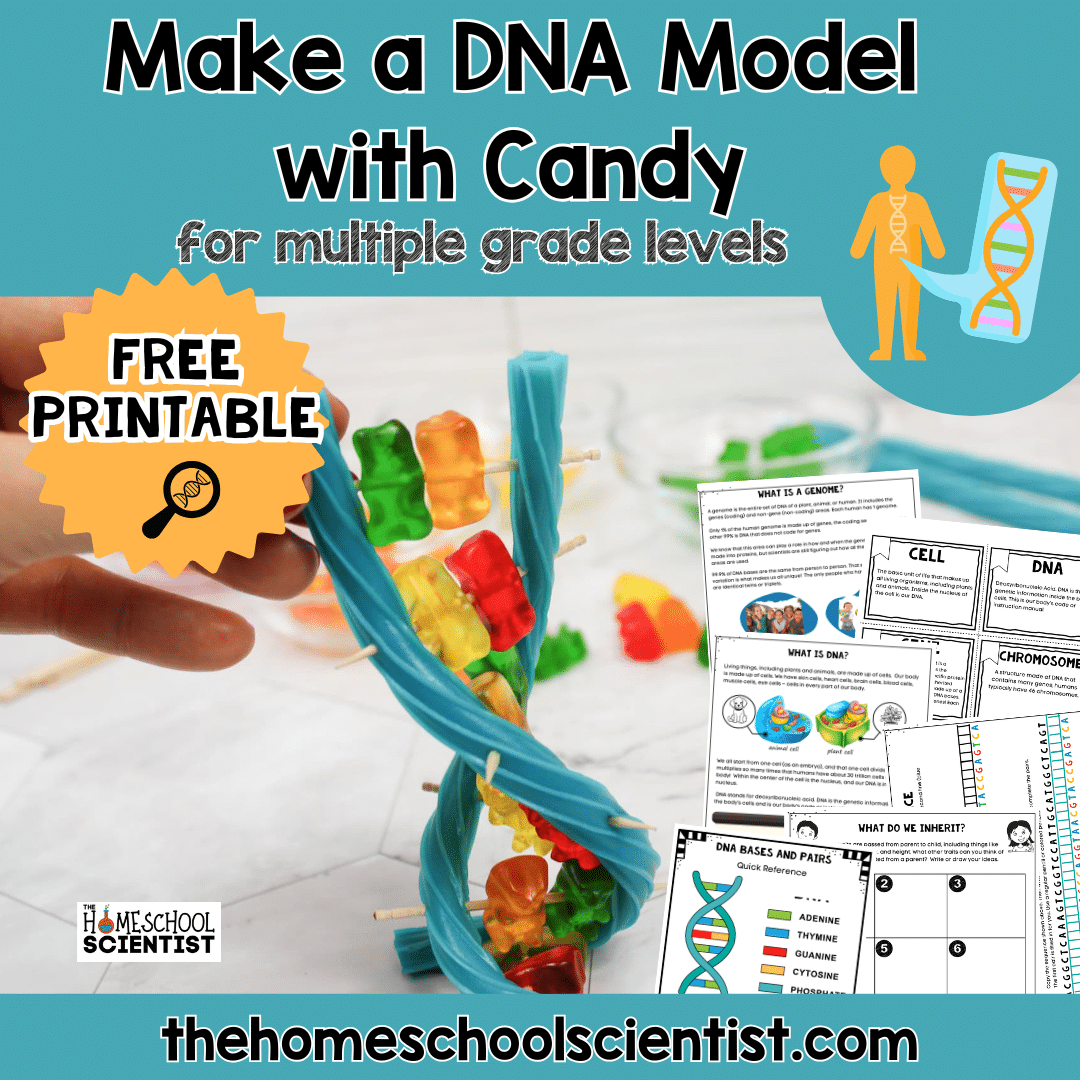Make a DNA Model with Gummy Bears and Candy - The Homeschool Scientist
