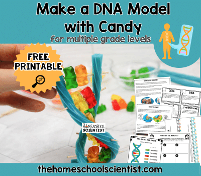 Make a DNA Model with Gummy Bears and Candy - The Homeschool Scientist