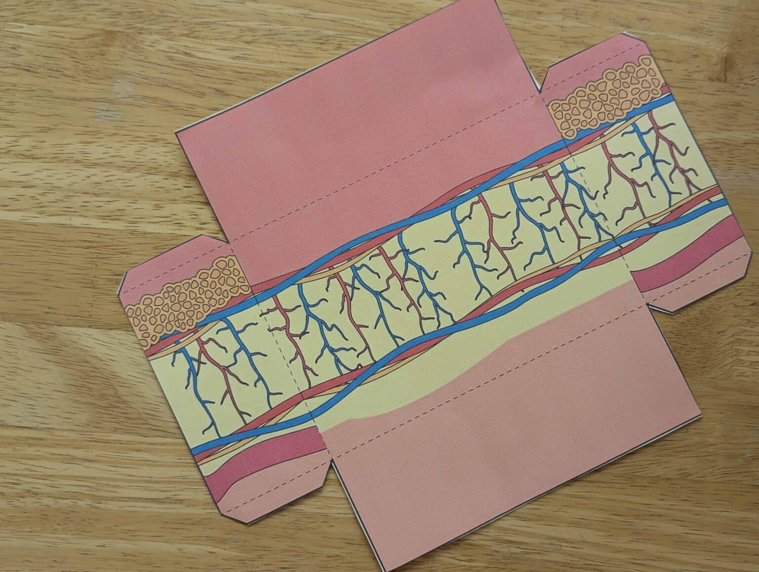How to Make a Model of the Skin - The Homeschool Scientist