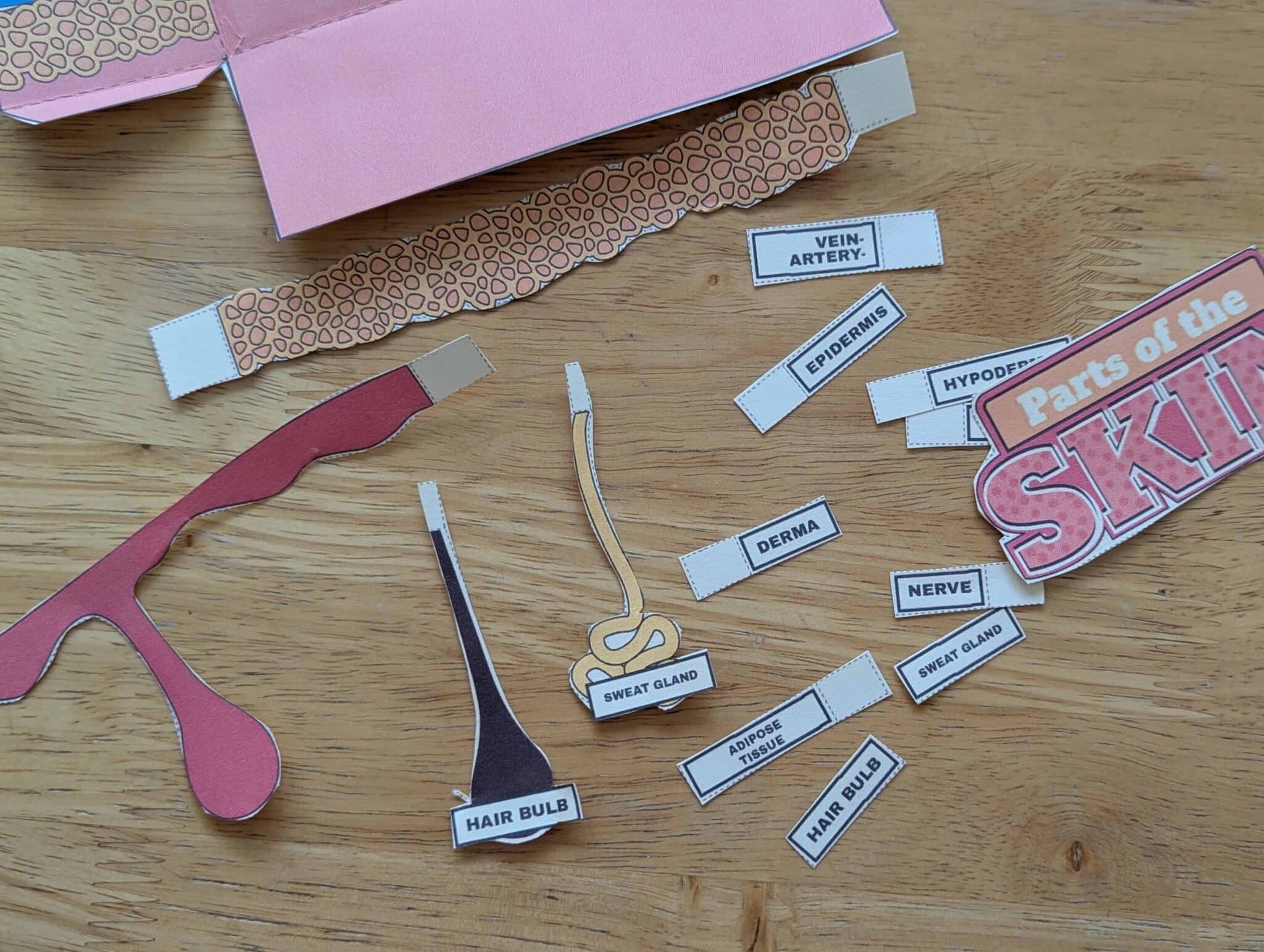 How to Make a Model of the Skin - The Homeschool Scientist