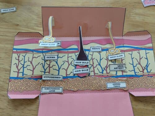 How to Make a Model of the Skin - The Homeschool Scientist