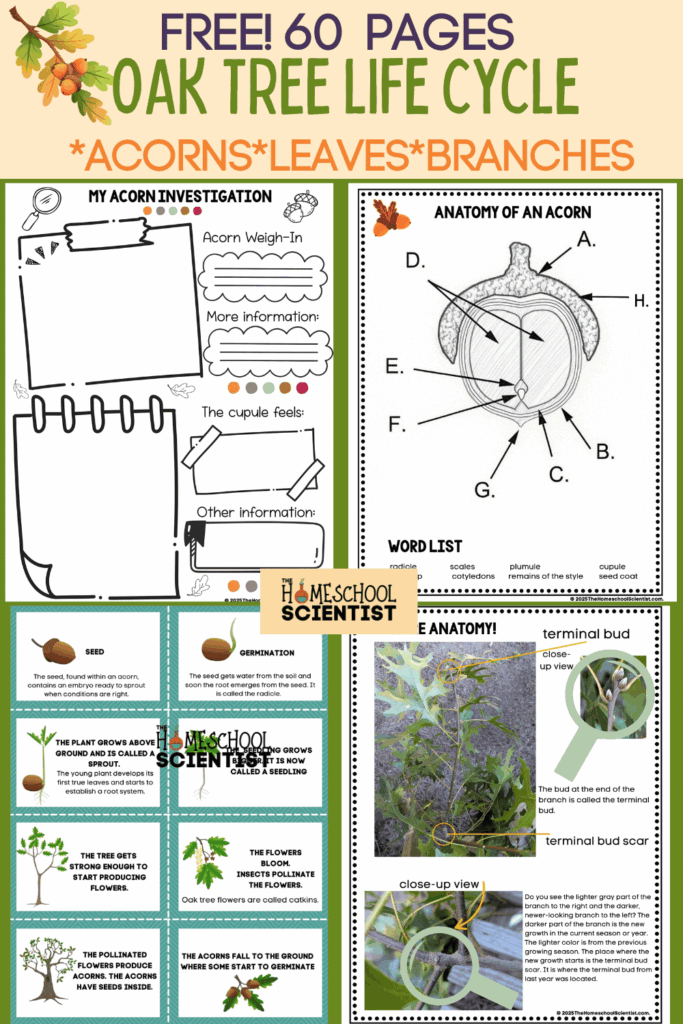 Oak Tree Life Cycle Lesson and Worksheets - The Homeschool Scientist