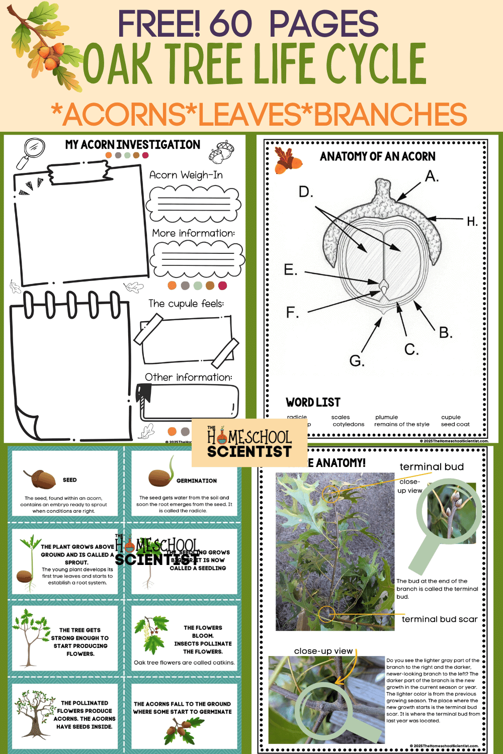 Oak Tree Life Cycle Lesson and Worksheets - The Homeschool Scientist