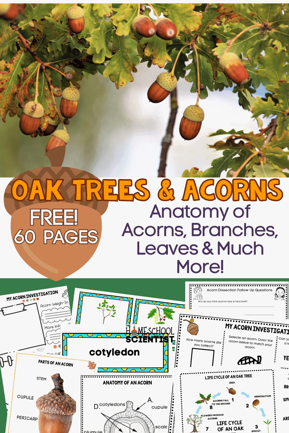 Oak Tree Life Cycle Lesson and Worksheets - The Homeschool Scientist