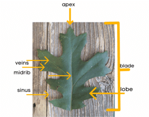 Oak Tree Life Cycle Lesson and Worksheets - The Homeschool Scientist