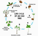 Oak Tree Life Cycle Lesson and Worksheets - The Homeschool Scientist
