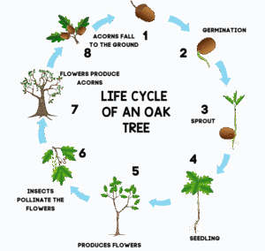 Oak Tree Life Cycle Lesson and Worksheets - The Homeschool Scientist