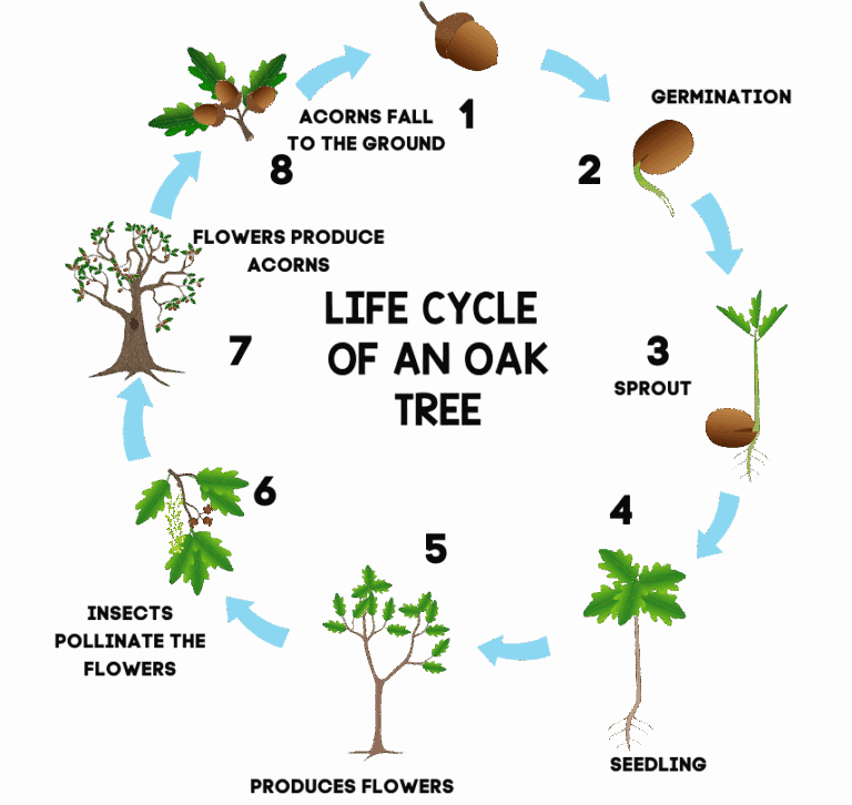 Oak Tree Life Cycle Lesson and Worksheets - The Homeschool Scientist