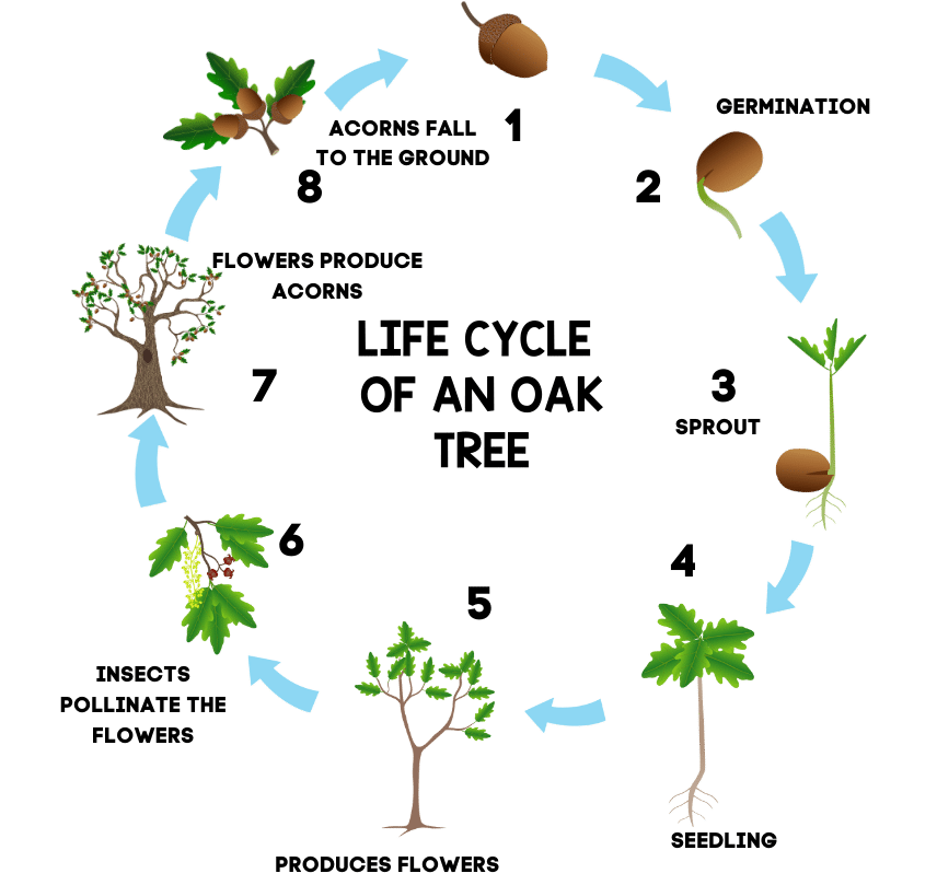 Oak Tree Life Cycle Lesson and Worksheets - The Homeschool Scientist
