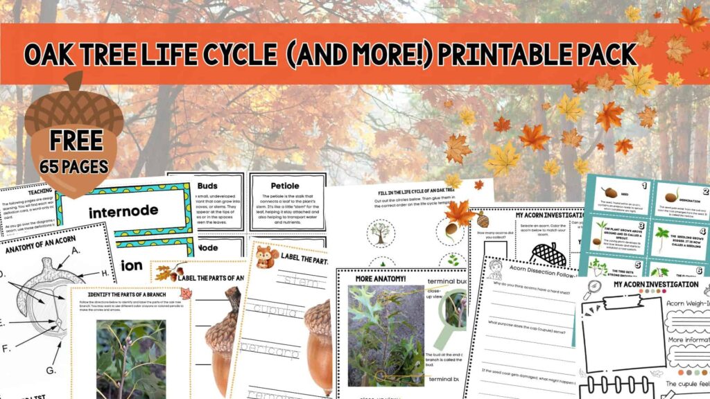 Oak Tree Life Cycle Lesson and Worksheets - The Homeschool Scientist