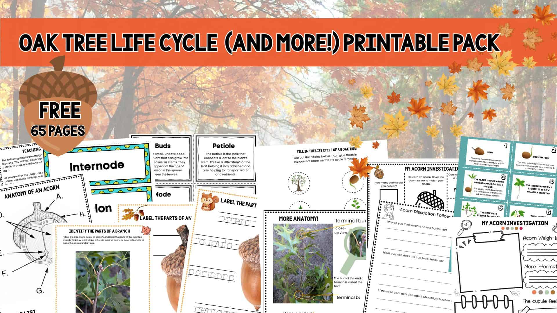 Oak Tree Life Cycle Lesson and Worksheets - The Homeschool Scientist