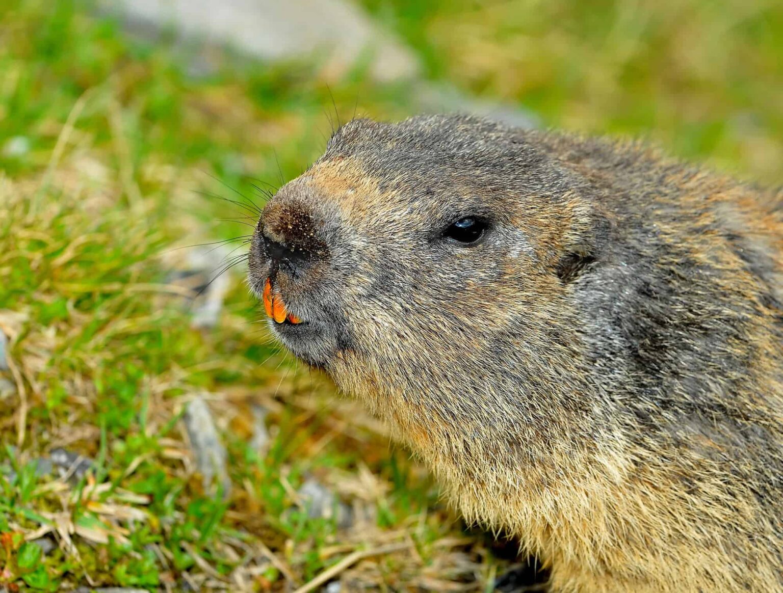 Groundhog Day Science Activities and Printable - The Homeschool Scientist